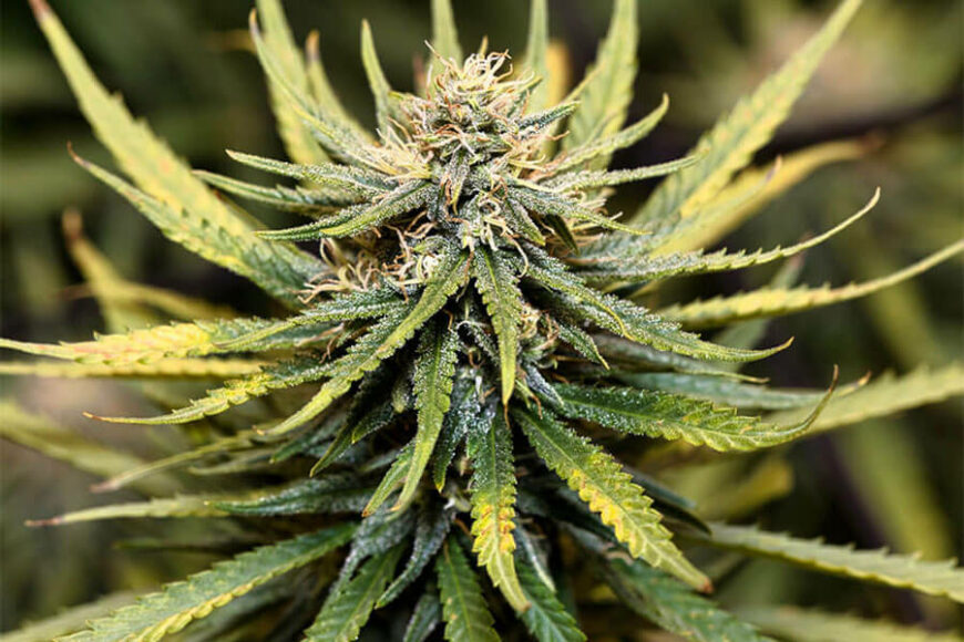 Animal Cookies Strain: Aroma, Effects, and Tips - Premium Seed Bank ...