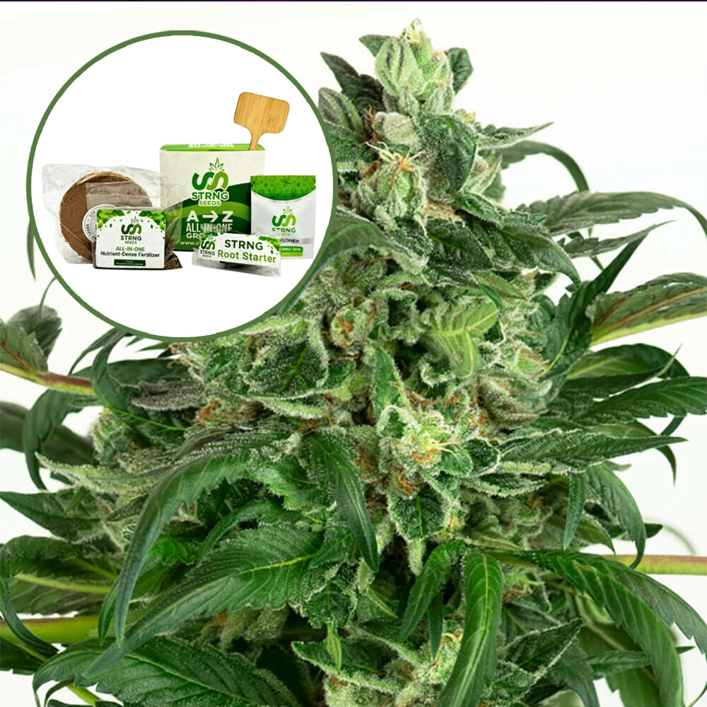 Banana OG Auto Strain Grow Kit - Premium Seed Bank | Best Feminized ...