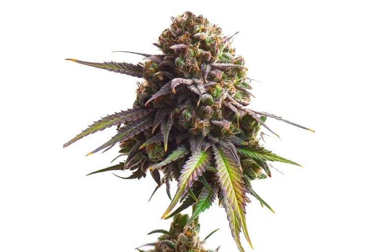 Biscotti Strain: A Perfect Blend of Flavor, Potency, and Genetics ...