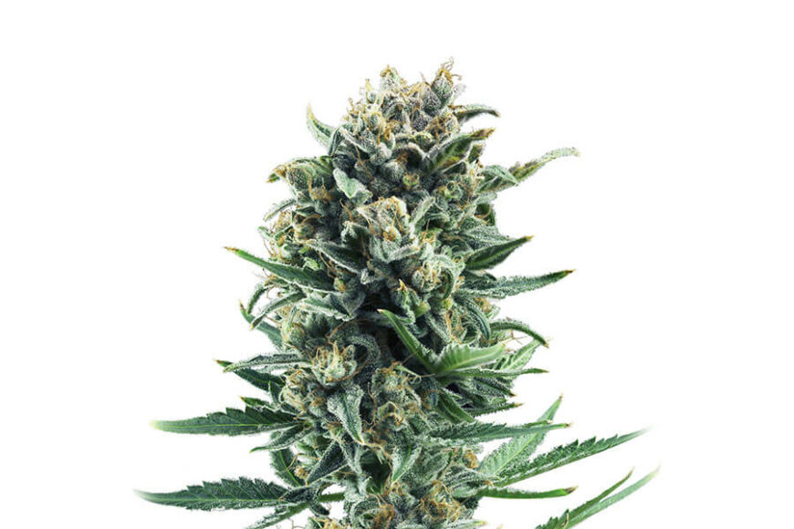 Blue Cheese Strain: Taste, Effects, and Growing Tips - Premium Seed ...