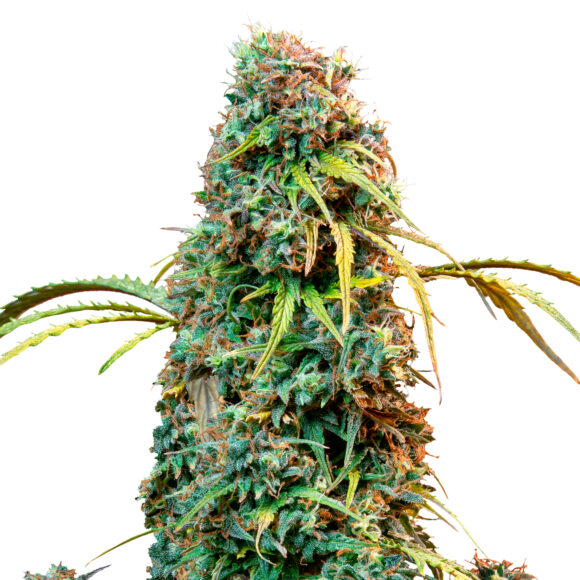 Royal CBDV Auto Seeds For Sale | Buy Royal CBDV Auto Hemp Seeds Online