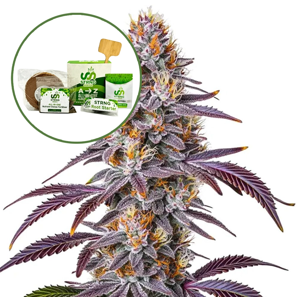 Gelato 33 Auto Strain Grow Kit - Premium Seed Bank | Best Feminized ...