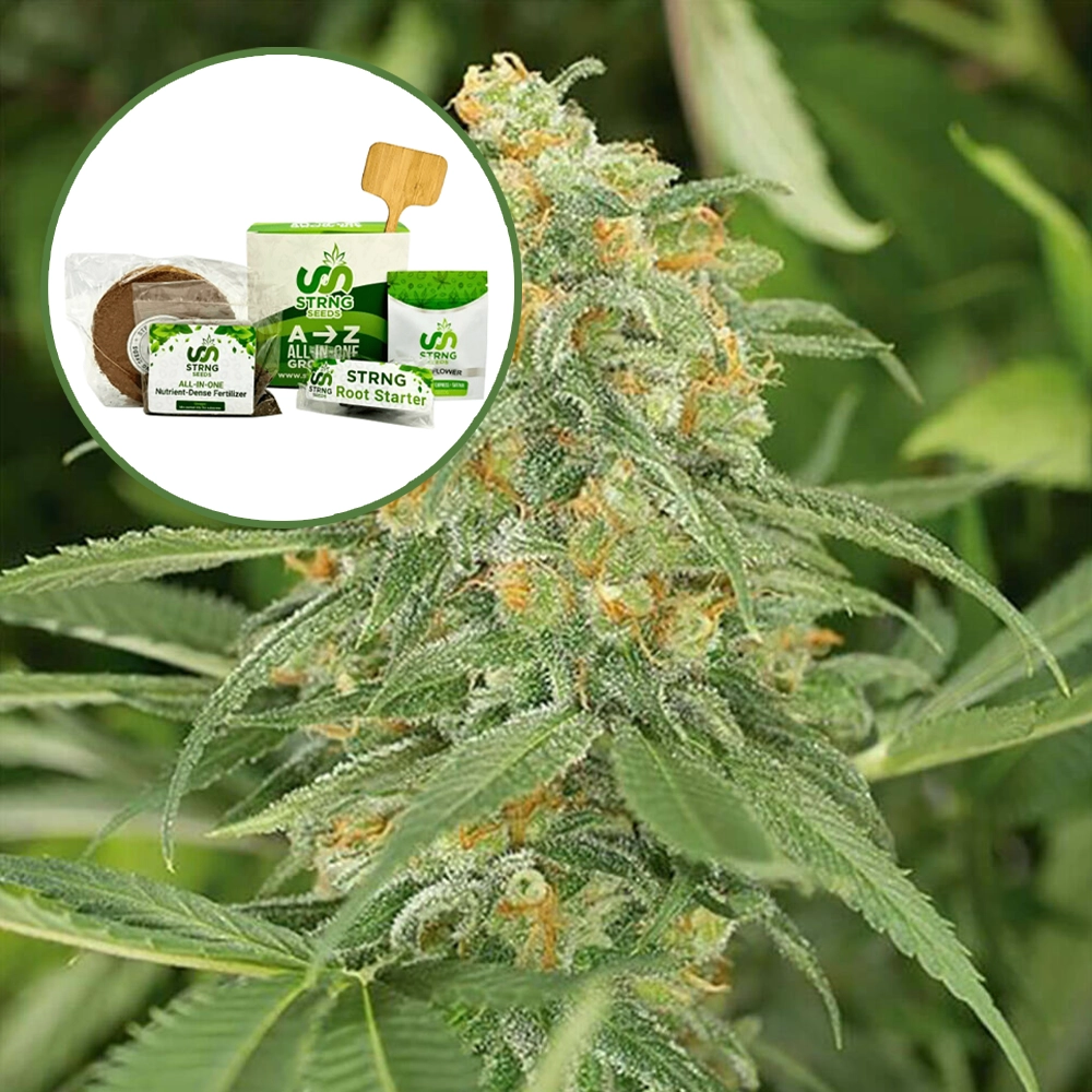 Green Crack Auto Strain Grow Kit - Premium Seed Bank | Best Feminized ...