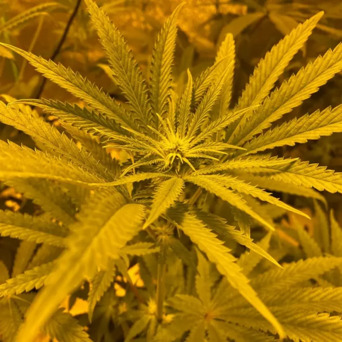 Ice Cream Cake - Premium Seed Bank | Best Feminized Seeds | Seed Bank ...