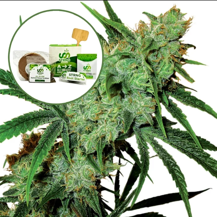 Juicy Fruit Auto Strain Grow Kit - Premium Seed Bank | Best Feminized ...