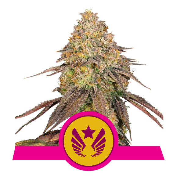 Legendary OG Punch - Premium Seed Bank | Best Feminized Seeds | Seed ...