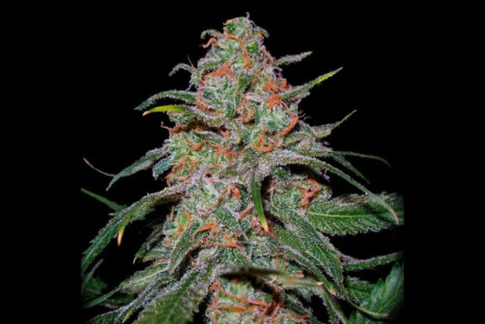 Lemon Skunk Strain Review: Effects, Flavor, and Growing Insights - Premium Seed Bank | Best ...