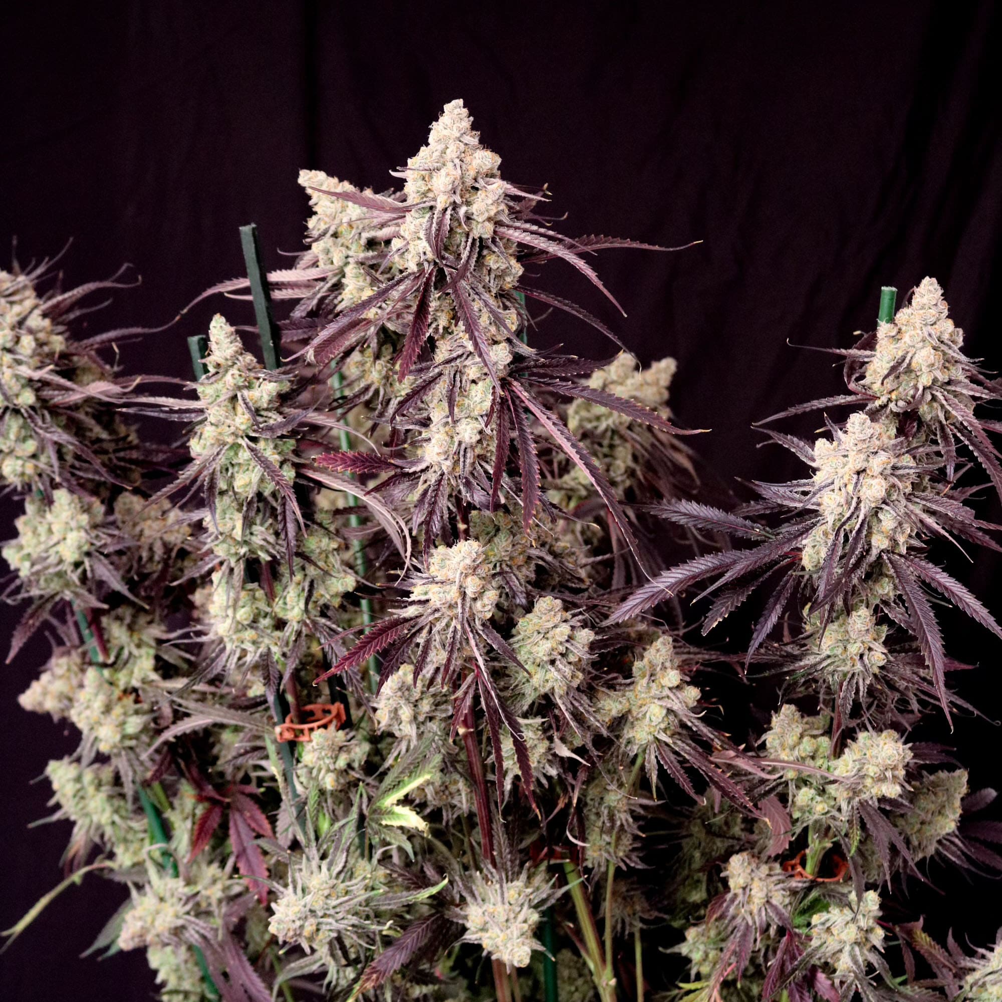 Lovin’ In Her Eyes – Straw-Lectric Lemonade - Premium Seed Bank | Best ...