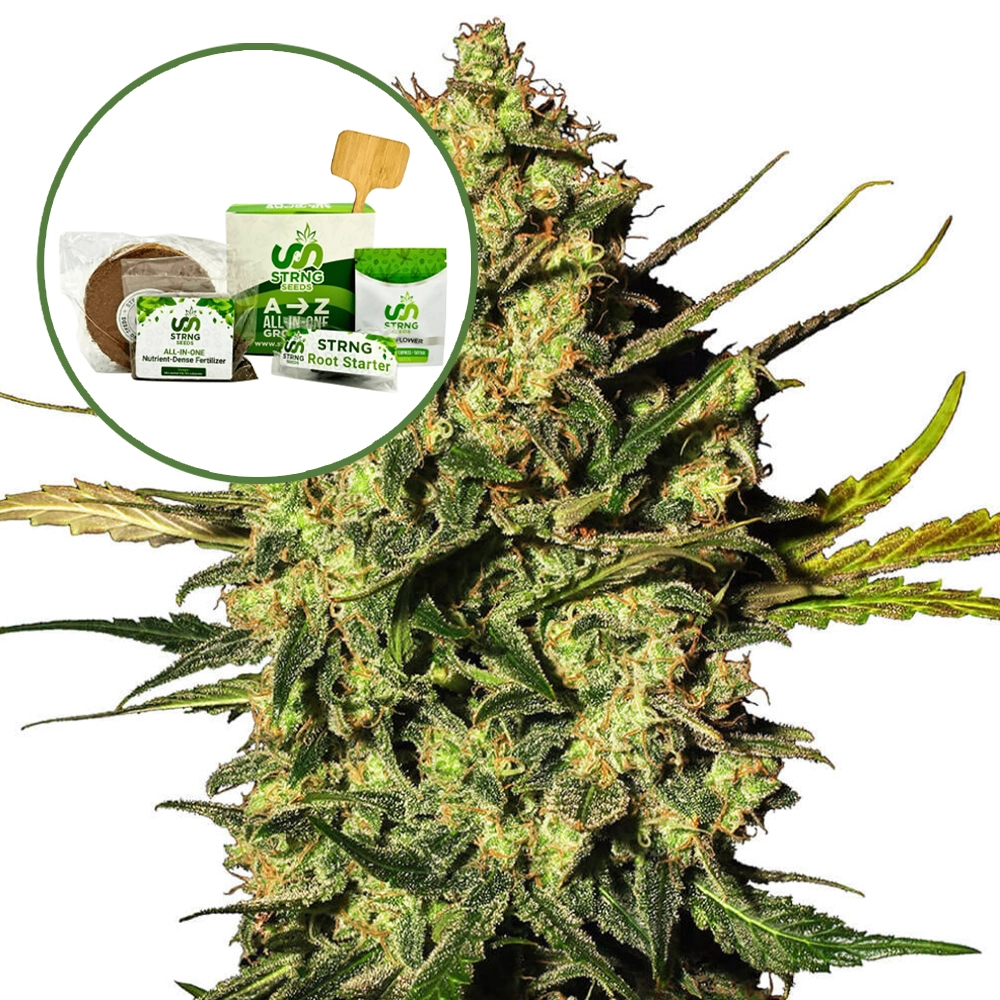 Master Kush Auto Strain Grow Kit - Premium Seed Bank | Best Feminized ...