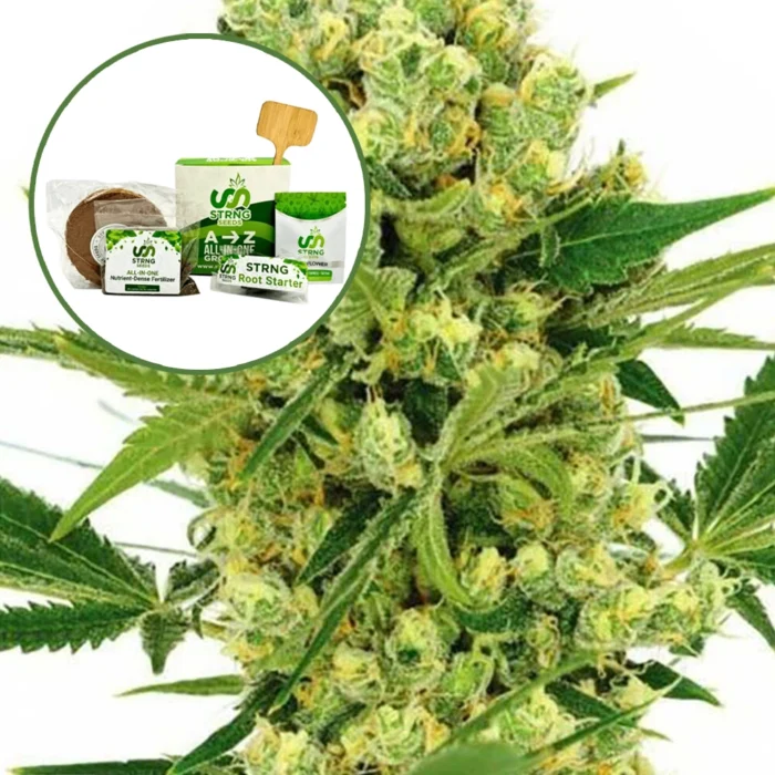 Maui Wowie Auto Beginner Grow Kit - Premium Seed Bank | Best Feminized Seeds | Seed Bank USA ...