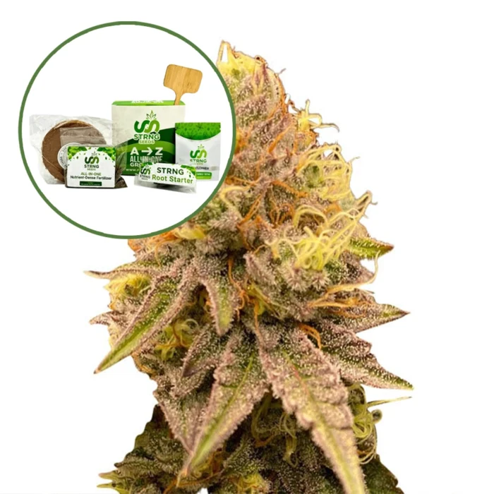 Pineapple Express Strain Grow Kit - Premium Seed Bank | Best Feminized ...