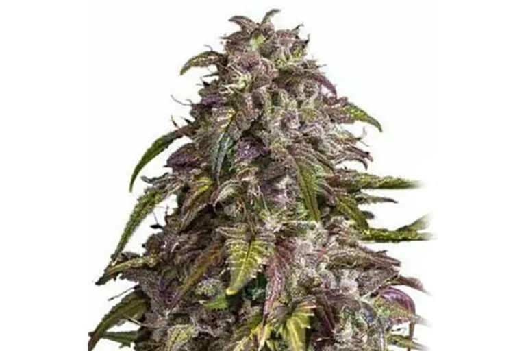 Purple Haze: Effects, Flavor, Genetics, and Growing Essentials - Premium Seed Bank | Best ...