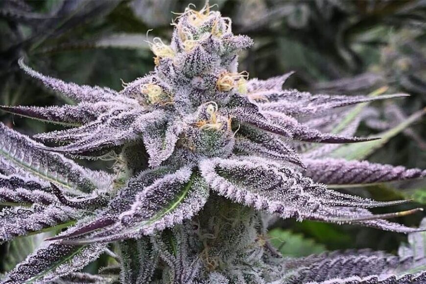Why Growers Love Purple Punch Strain: A Hybrid That’s As Easy As It Is ...