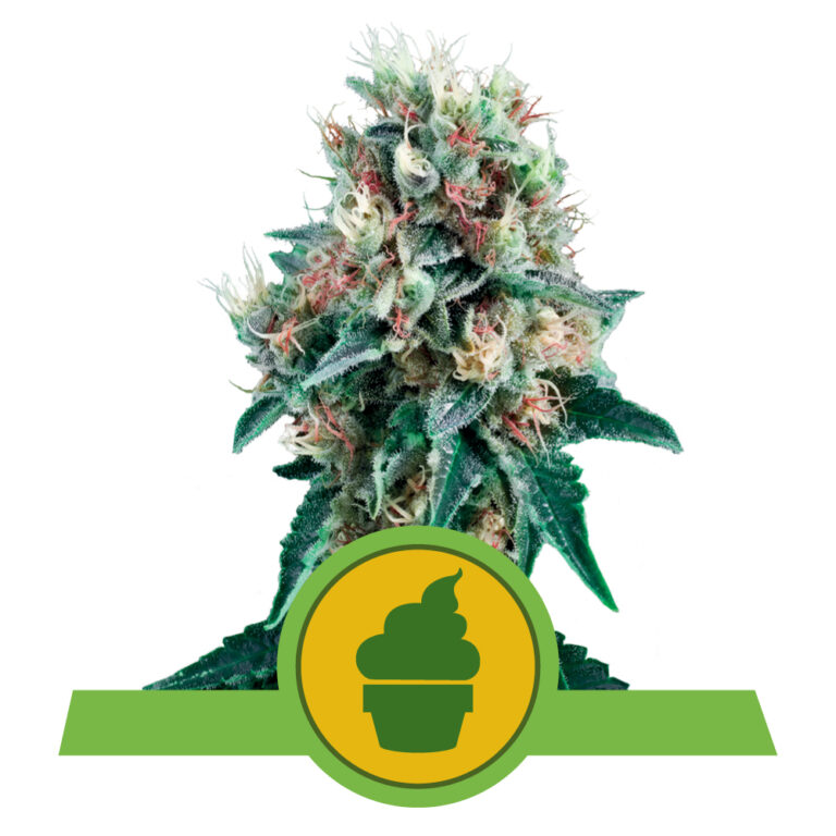 Strng Seeds Thca Sex Panther Auto Premium Seed Bank Best Feminized Seeds Seed Bank Usa