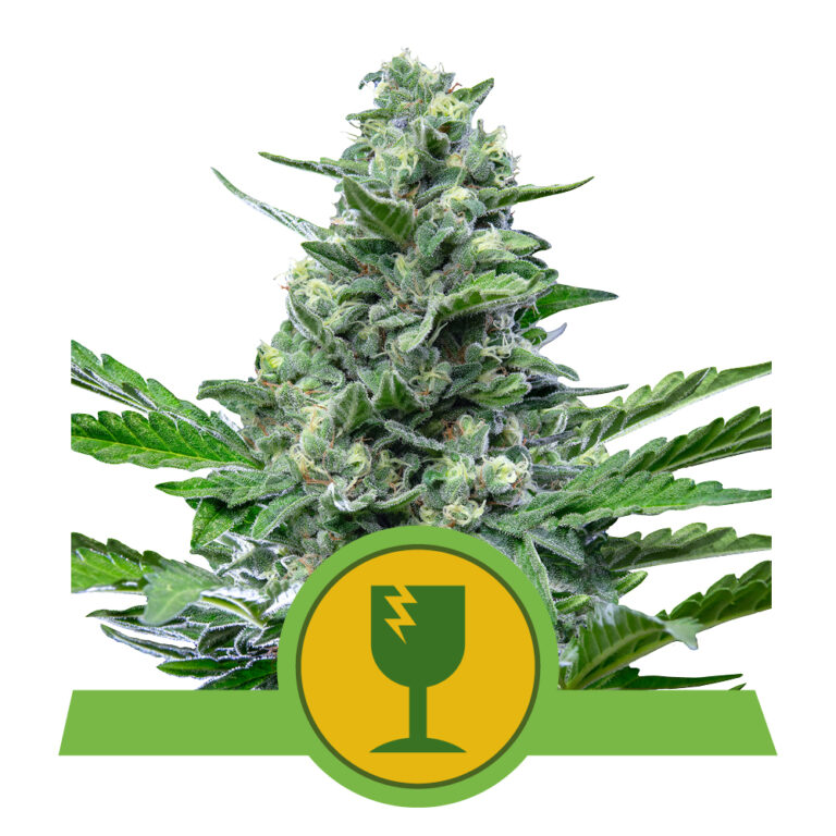 Royal Critical Auto - Premium Seed Bank | Best Feminized Seeds | Seed ...