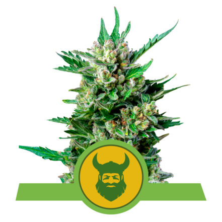 Royal Dwarf Auto - Premium Seed Bank | Best Feminized Seeds | Seed Bank ...