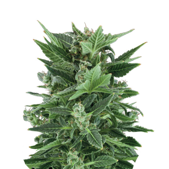 Royal Kush Auto - Premium Seed Bank | Best Feminized Seeds | Seed Bank ...