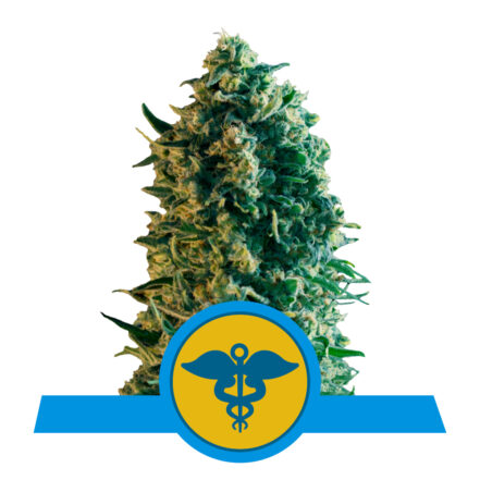 Royal Medic - Premium Seed Bank | Best Feminized Seeds | Seed Bank USA ...
