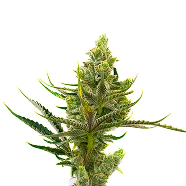 STRNG Seeds – 24K Gold - Premium Seed Bank | Best Feminized Seeds ...