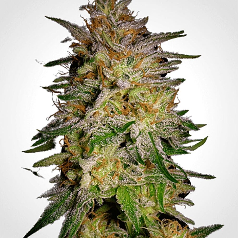 Autoflower Cannabis Seeds - 100% Legal - USA - Buy Online