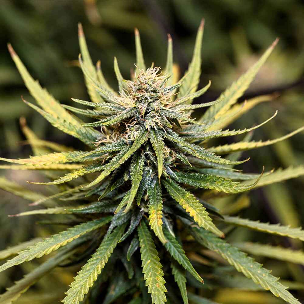 STRNG Seeds – Animal Cookies Auto - Premium Seed Bank | Best Feminized ...