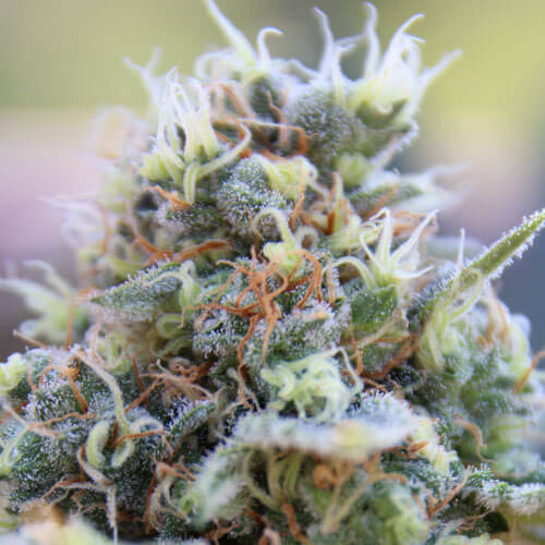 Banana Kush Auto – STRNG Seeds - Premium Seed Bank | Best Feminized ...