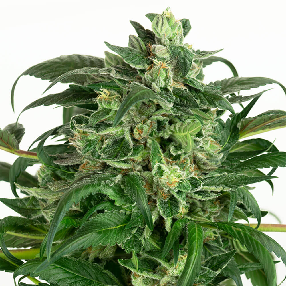 Banana OG Auto – STRNG Seeds - Premium Seed Bank | Best Feminized Seeds ...
