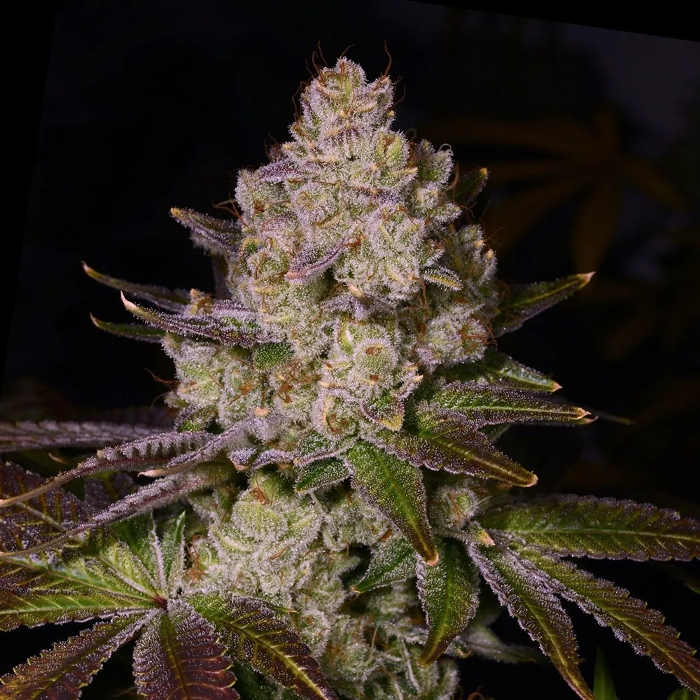 Berry Pie - Premium Seed Bank | Best Feminized Seeds | Seed Bank USA ...