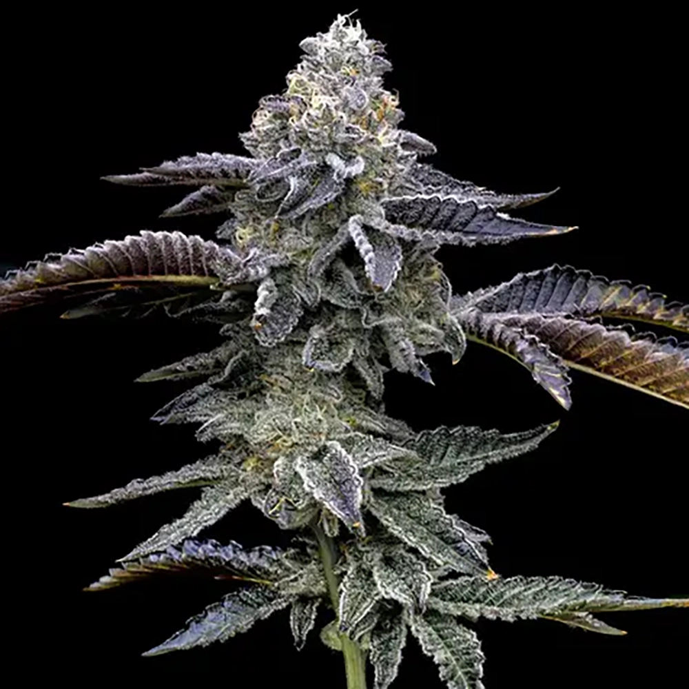 Blue Dream Haze - Premium Seed Bank | Best Feminized Seeds | Seed Bank ...