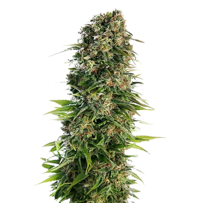 Blue Zkittlez Auto - Premium Seed Bank | Best Feminized Seeds | Seed ...