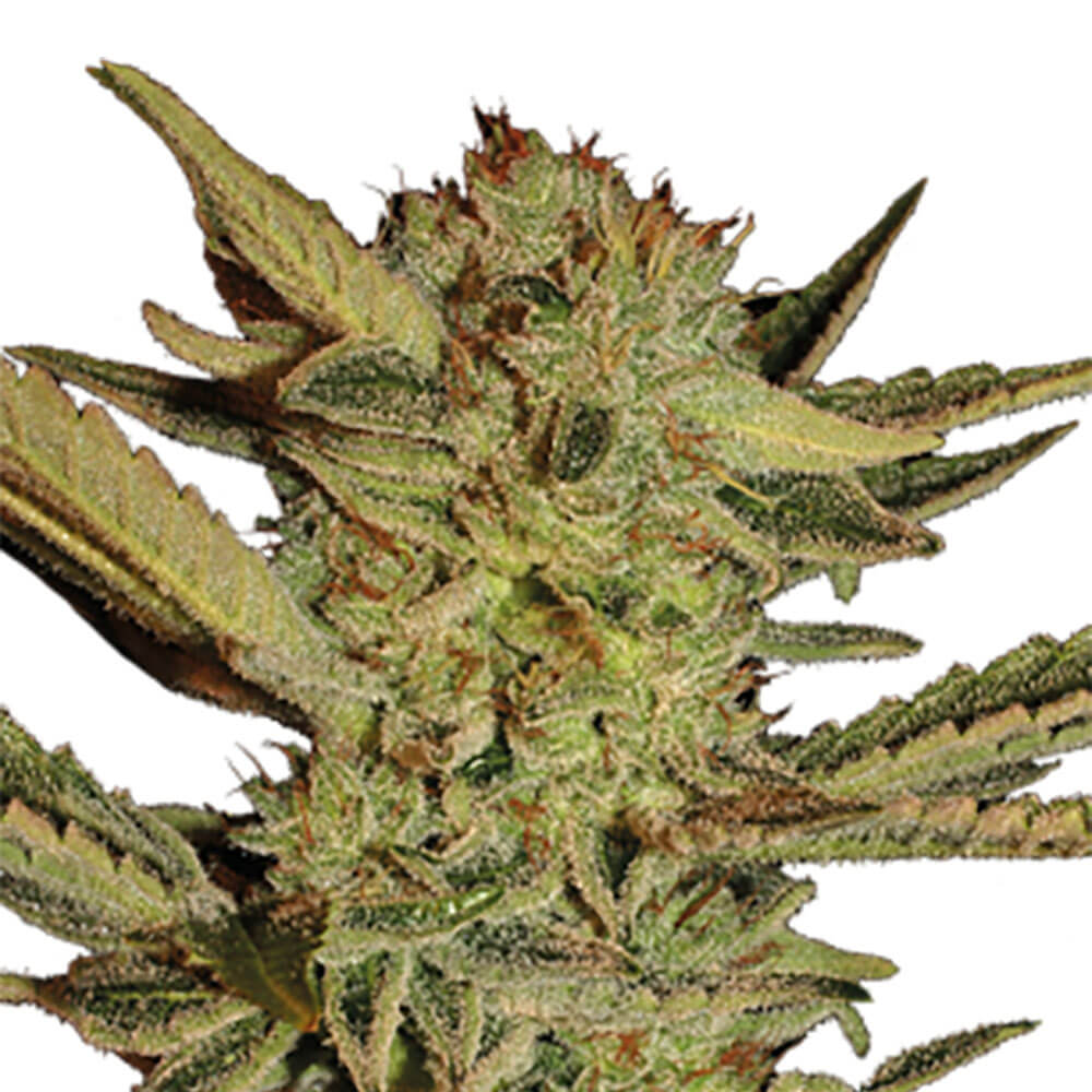 Bubble Gum – STRNG Seeds - Premium Seed Bank | Best Feminized Seeds ...