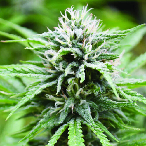 Candyland – STRNG Seeds - Premium Seed Bank | Best Feminized Seeds ...