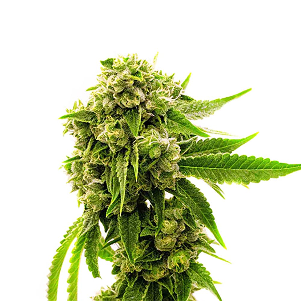 Cheese Auto – STRNG Seeds - Premium Seed Bank | Best Feminized Seeds ...