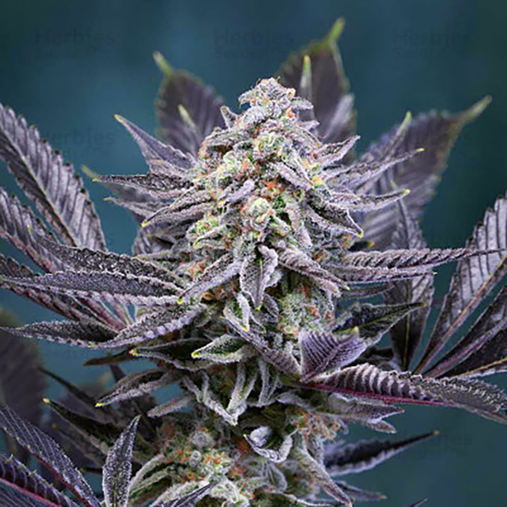 Deep Purple Auto – STRNG Seeds - Premium Seed Bank | Best Feminized ...