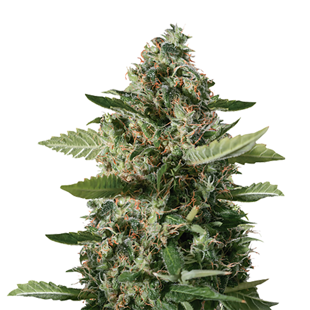 STRNG Seeds – East Coast Sour Diesel Auto - Premium Seed Bank | Best ...
