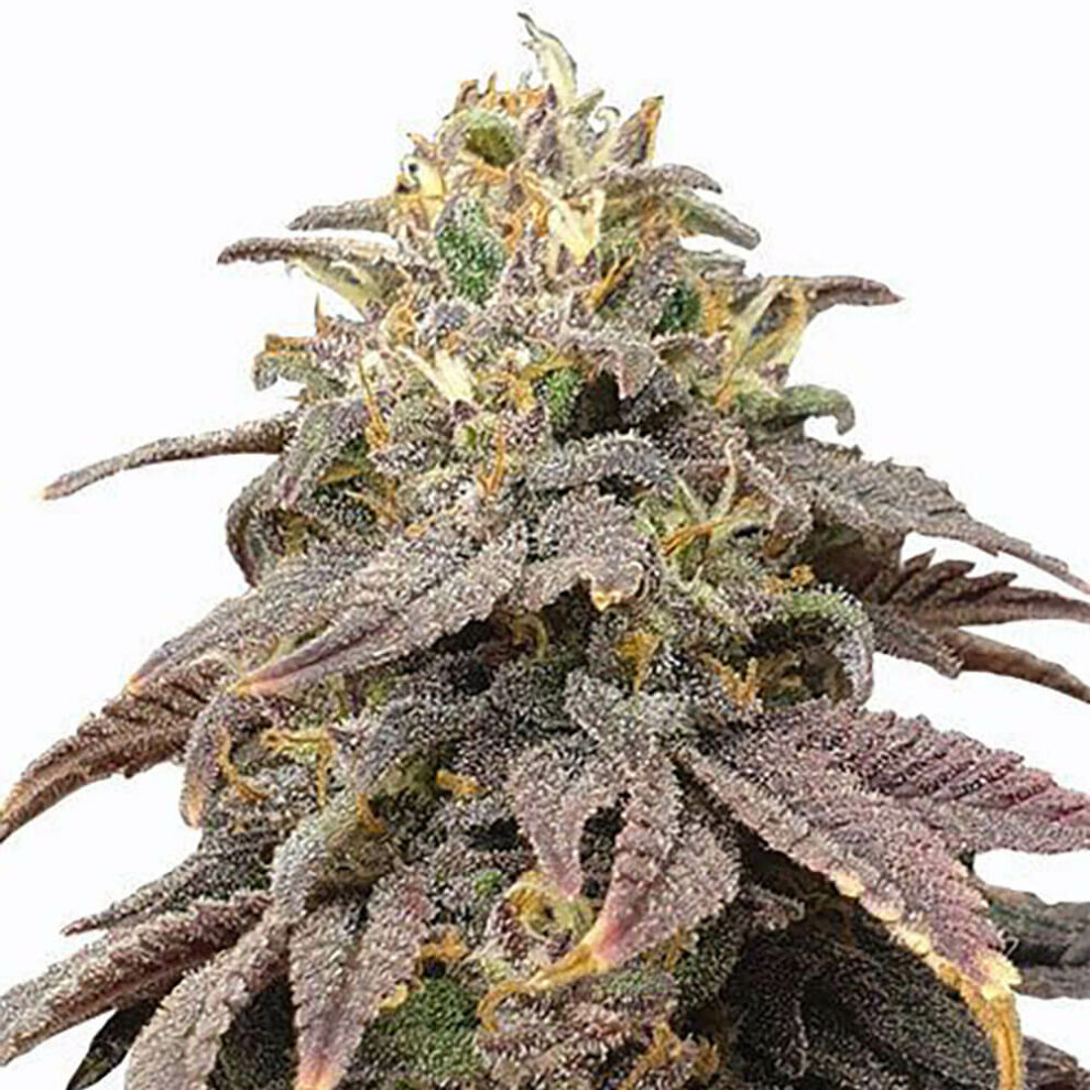 STRNG Seeds – Forbidden Fruit (THCA) - Premium Seed Bank | Best ...