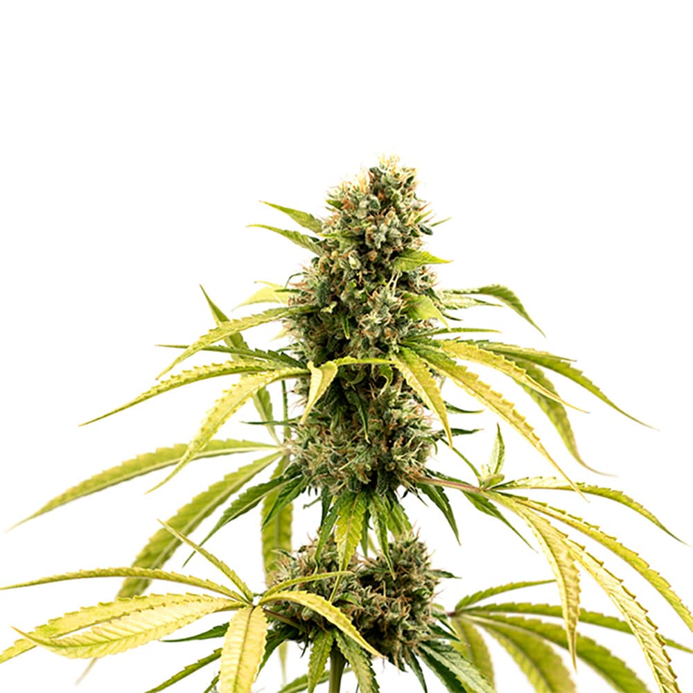 GG4 - Premium Seed Bank | Best Feminized Seeds | Seed Bank USA - 100% Legal