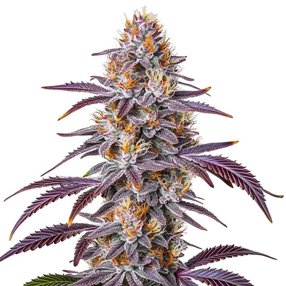 Gelato 33 – STRNG Seeds - Premium Seed Bank | Best Feminized Seeds ...