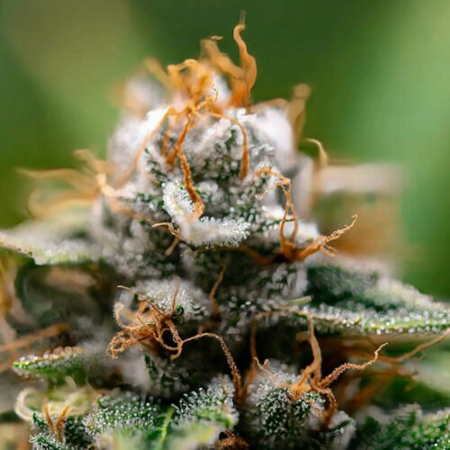 Gorilla Glue x Skywalker OG Auto Platinum Line - Premium Seed Bank ...