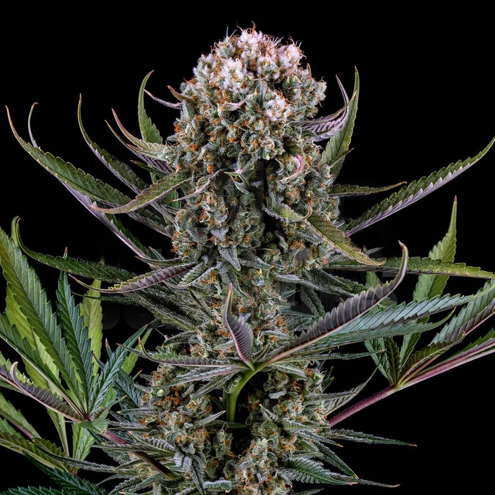 STRNG Seeds – Italian Ice Auto - Premium Seed Bank | Best Feminized ...