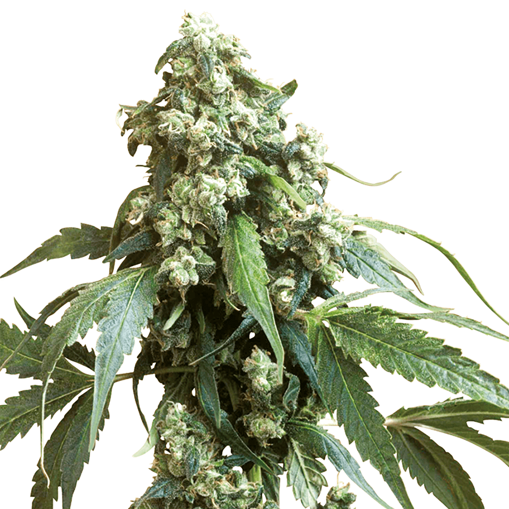 STRNG Seeds – Jack Flash Auto - Premium Seed Bank | Best Feminized ...