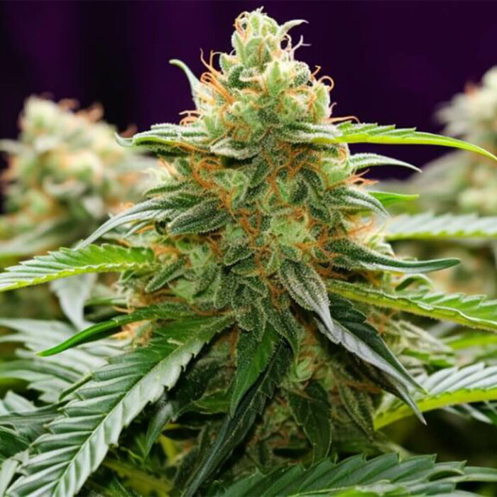 Autoflower Cannabis Seeds - 100% Legal - USA - Buy Online