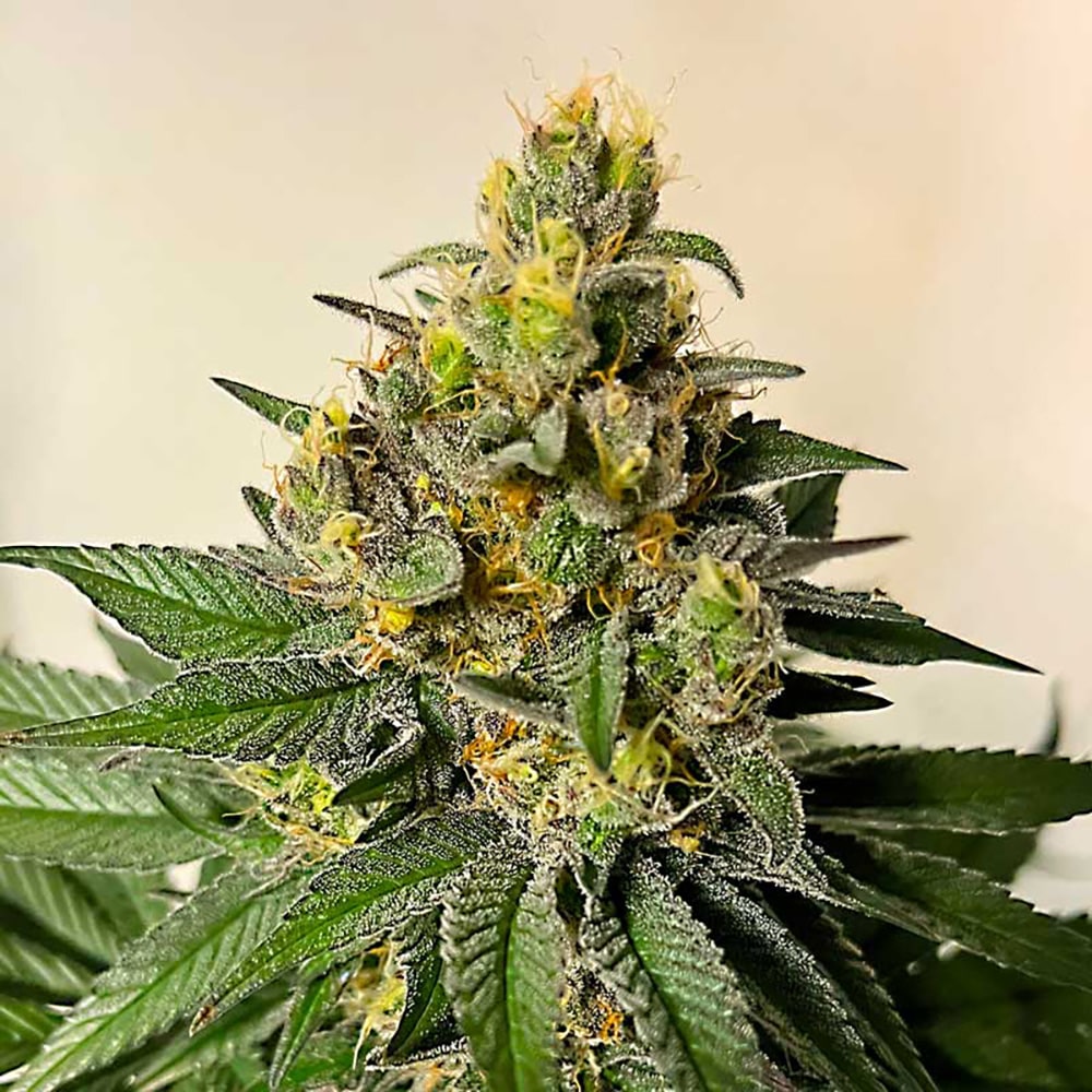 Legend OG – STRNG Seeds - Premium Seed Bank | Best Feminized Seeds ...