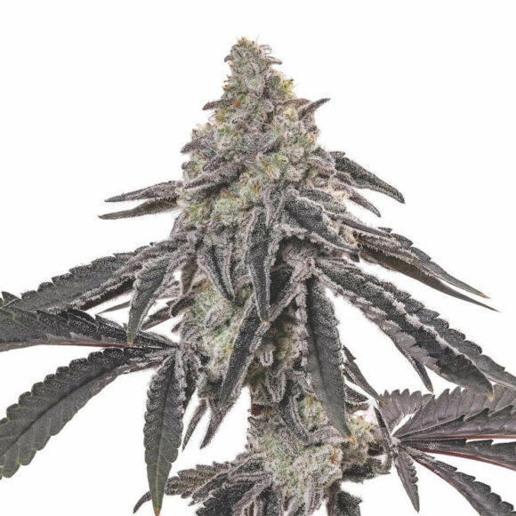 Autoflower Cannabis Seeds - 100% Legal - USA - Buy Online