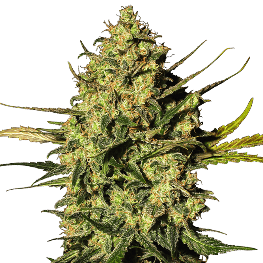 Master OG – STRNG Seeds - Premium Seed Bank | Best Feminized Seeds ...