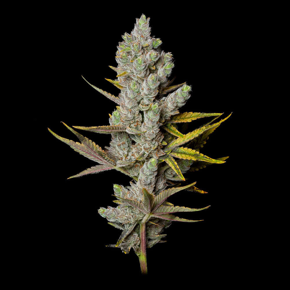 Member Berry – STRNG Seeds - Premium Seed Bank | Best Feminized Seeds ...