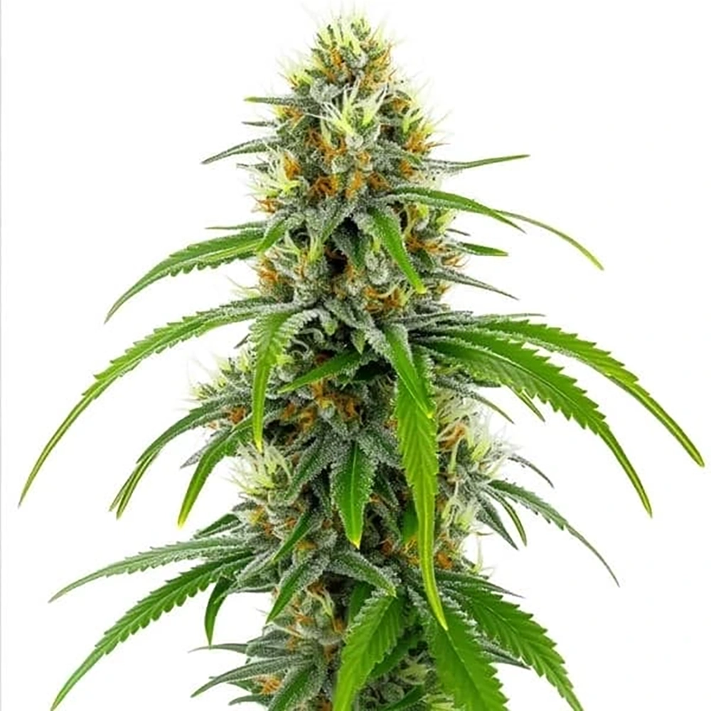 Moby Dick – STRNG Seeds - Premium Seed Bank | Best Feminized Seeds ...