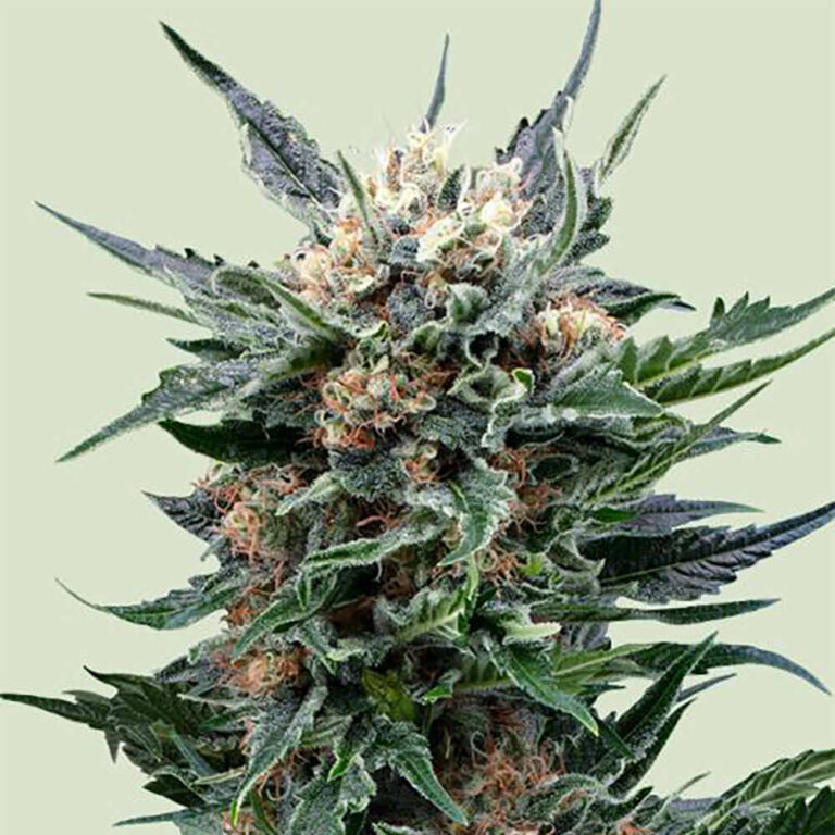 Autoflower Cannabis Seeds - 100% Legal - USA - Buy Online