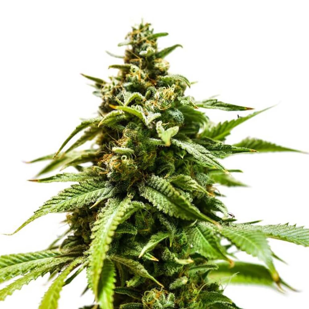 Power Punch – STRNG Seeds - Premium Seed Bank | Best Feminized Seeds ...