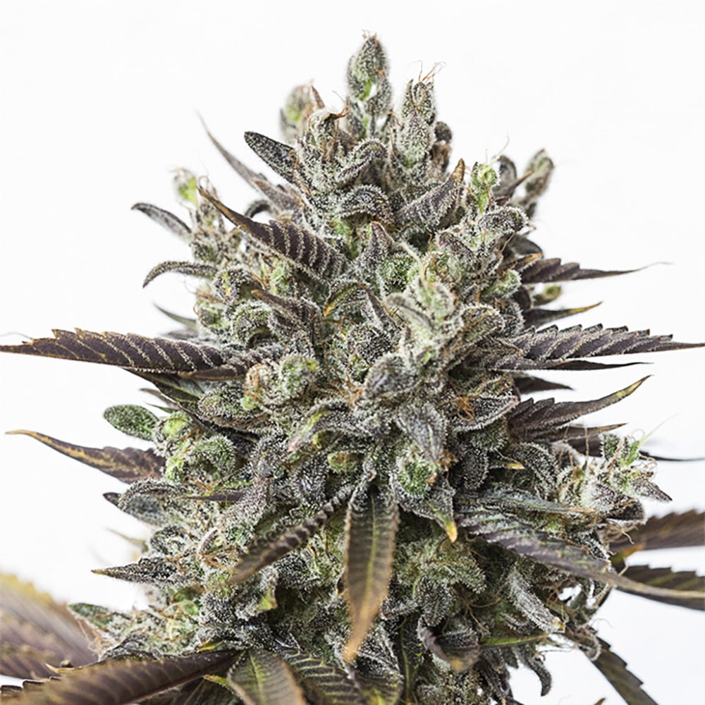Purple Orange CBD Auto - Premium Seed Bank | Best Feminized Seeds ...